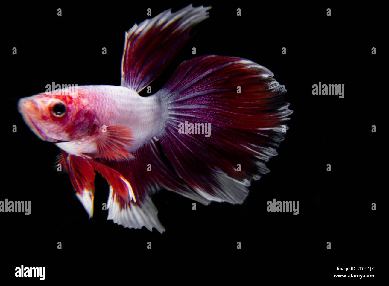 betta fish with red and white color isolated black background Stock ...