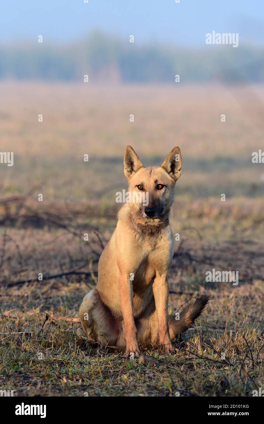 The Indian wolf is a subspecies of grey wolf that ranges from Southwest ...