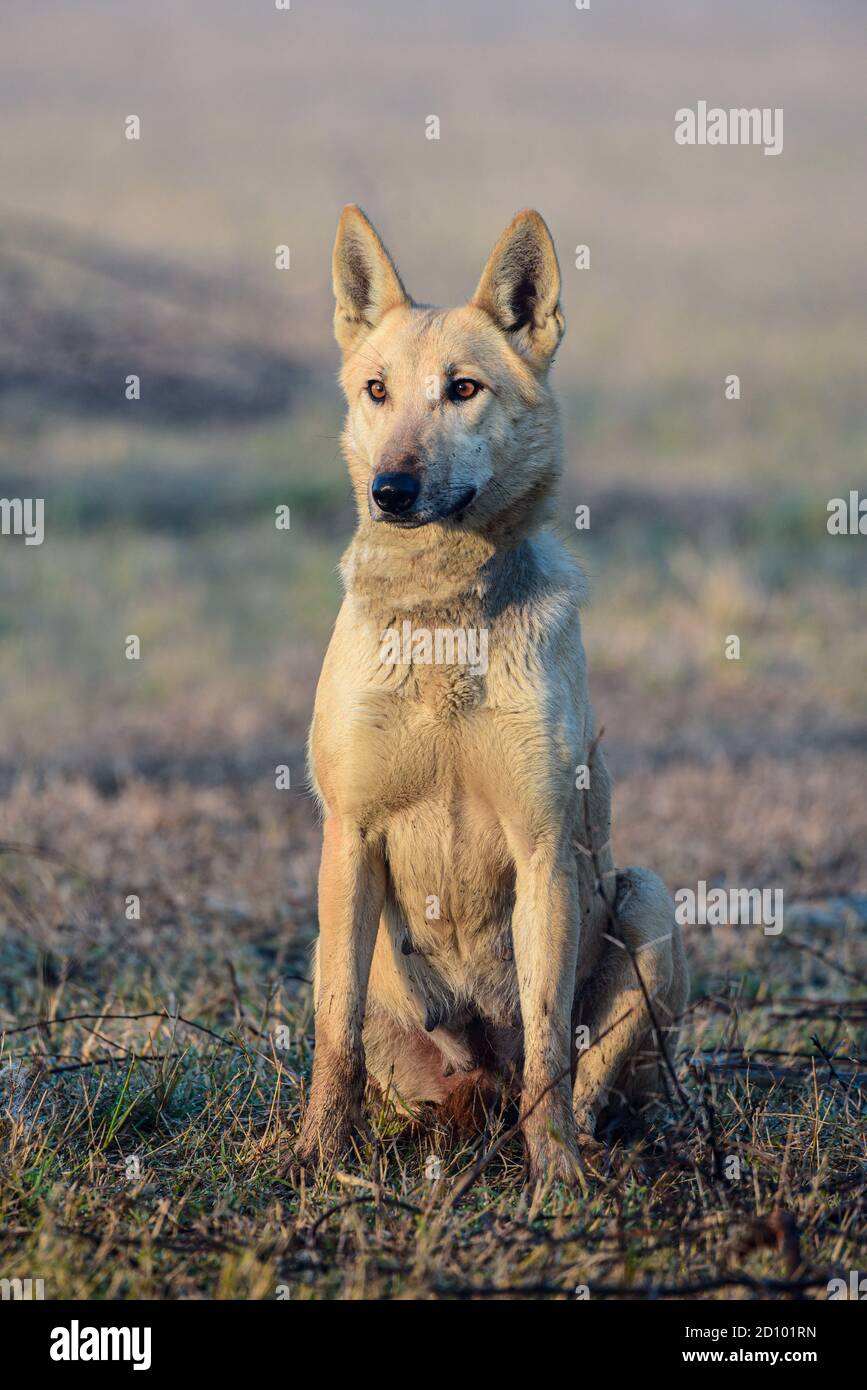 The Indian wolf is a subspecies of grey wolf that ranges from Southwest ...