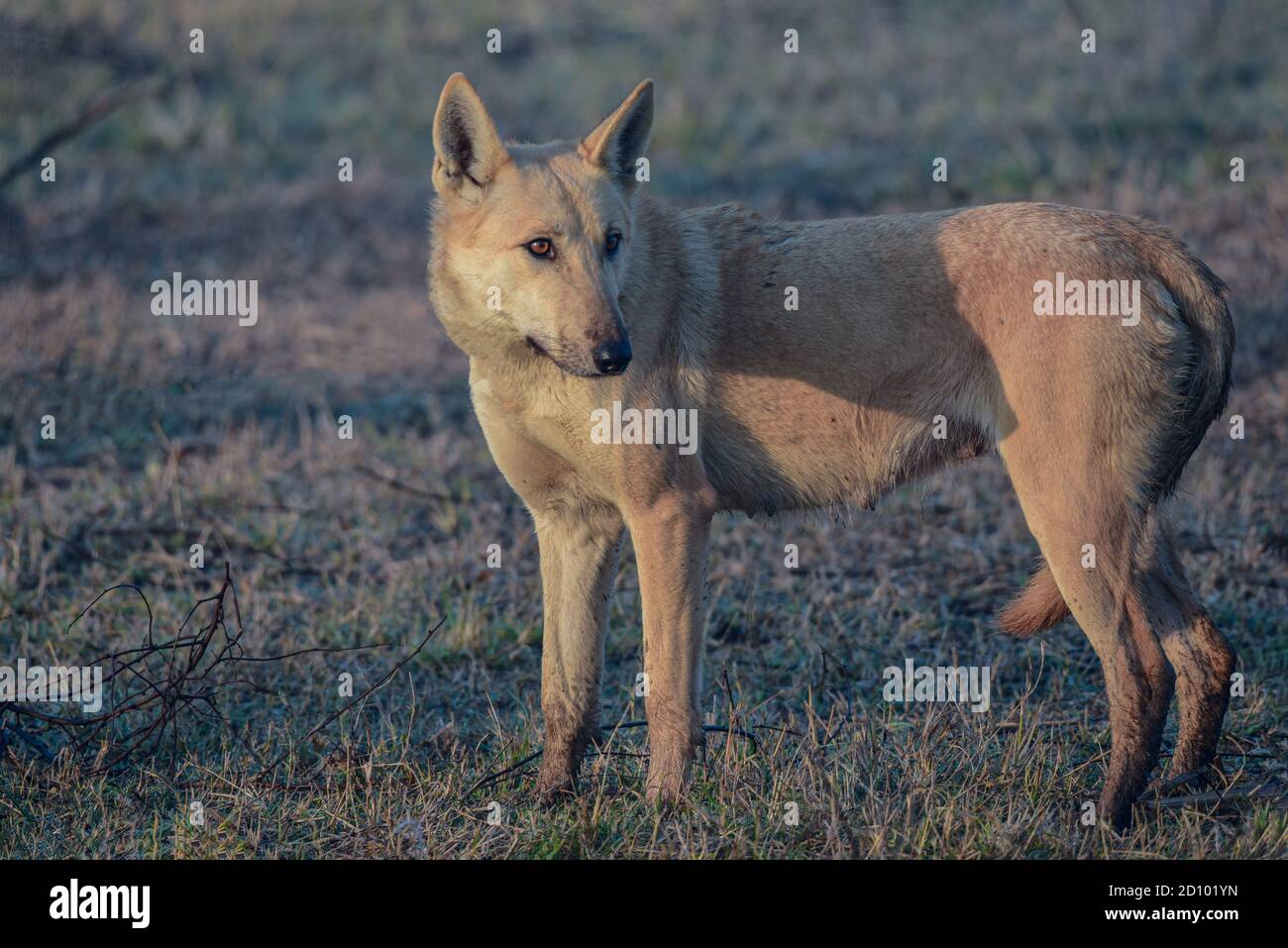 The Indian wolf is a subspecies of grey wolf that ranges from Southwest ...