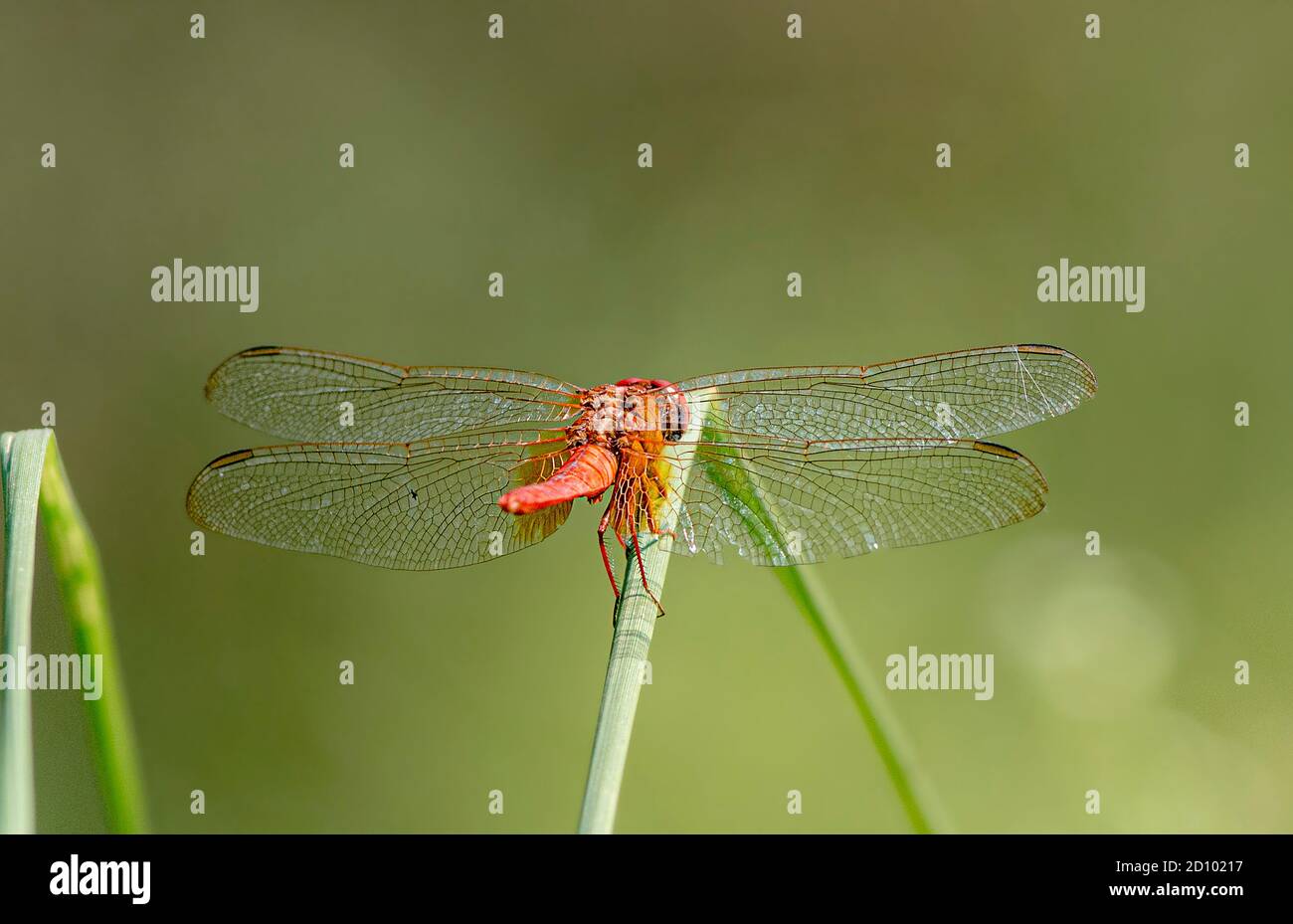 A dragonfly is an insect belonging to the order Odonata, infraorder ...