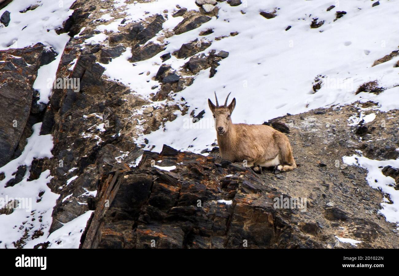 The markhor, Capra falconeri is a large Capra species native to Central ...
