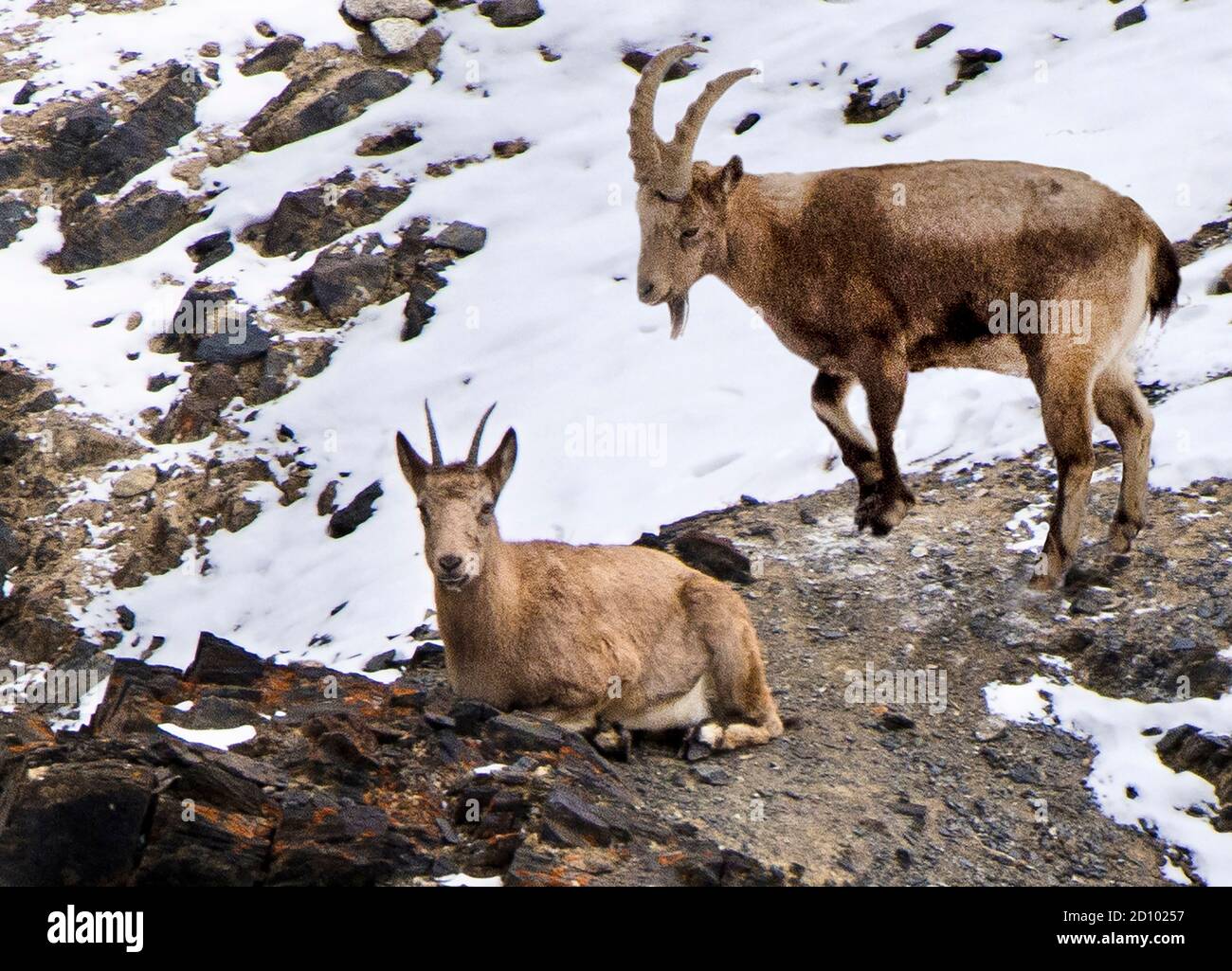 The markhor, Capra falconeri is a large Capra species native to Central ...