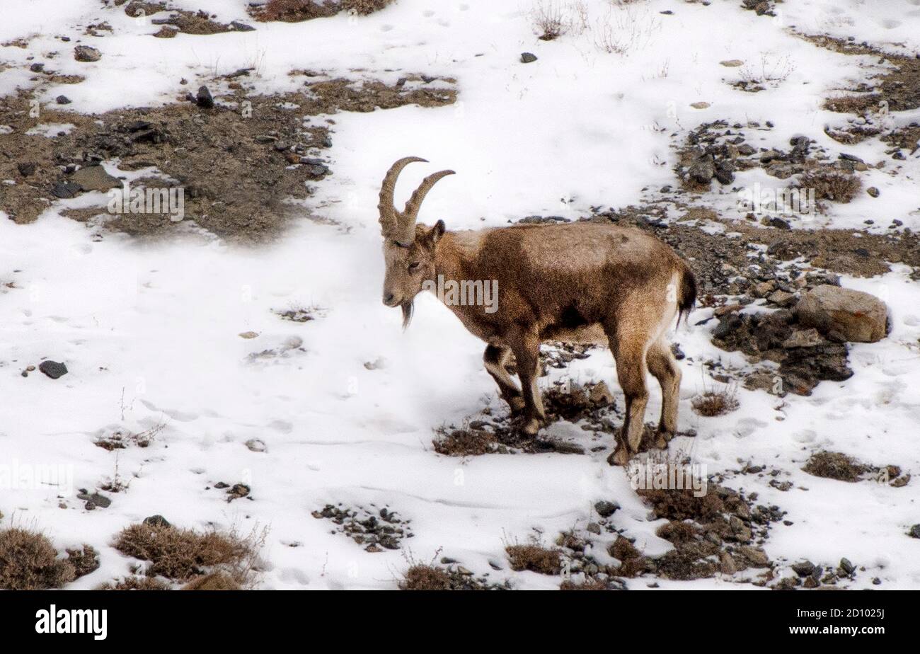 The markhor, Capra falconeri is a large Capra species native to Central ...