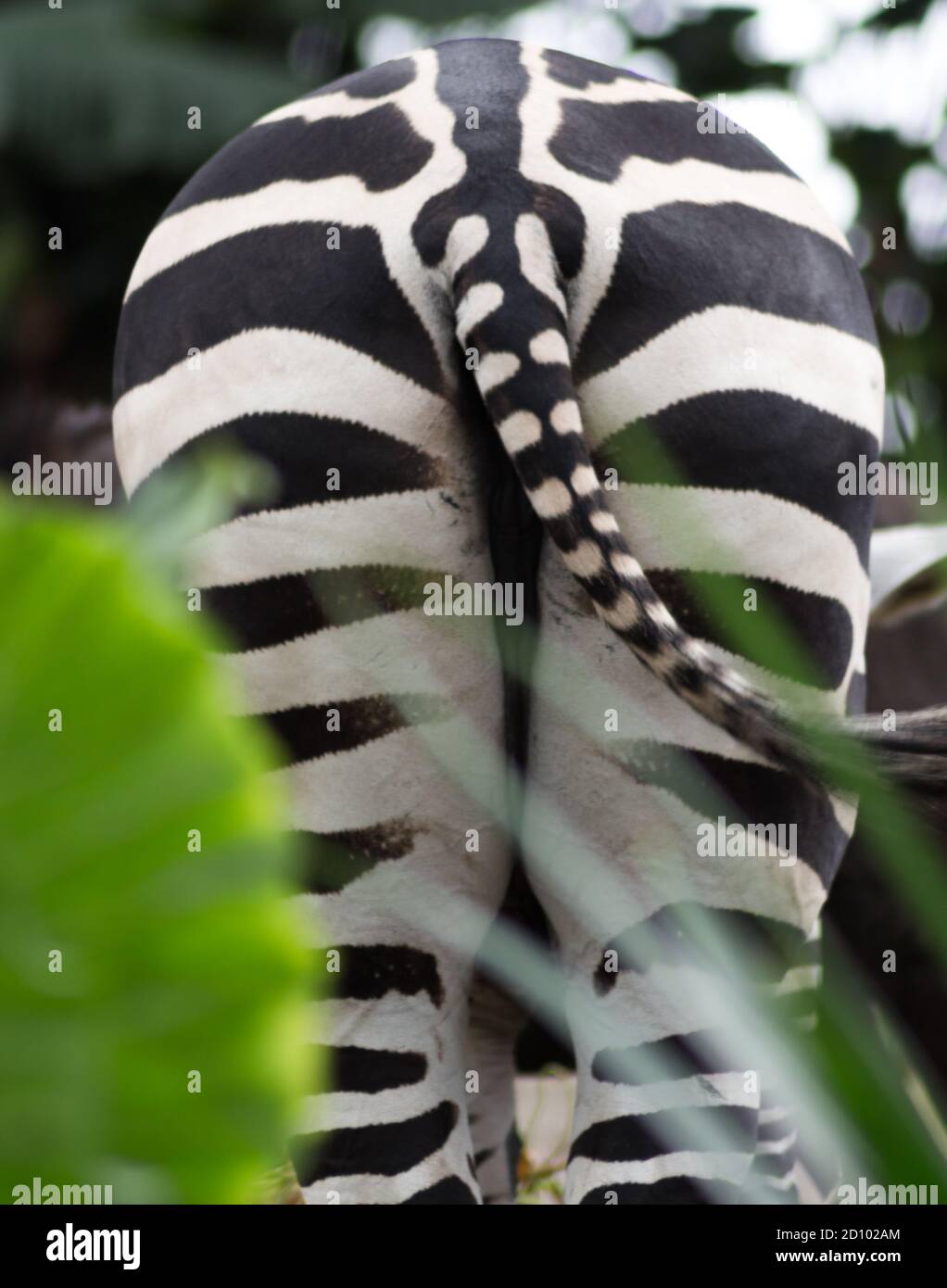 a bottom of the zebra in a zoo of Singapore Stock Photo - Alamy