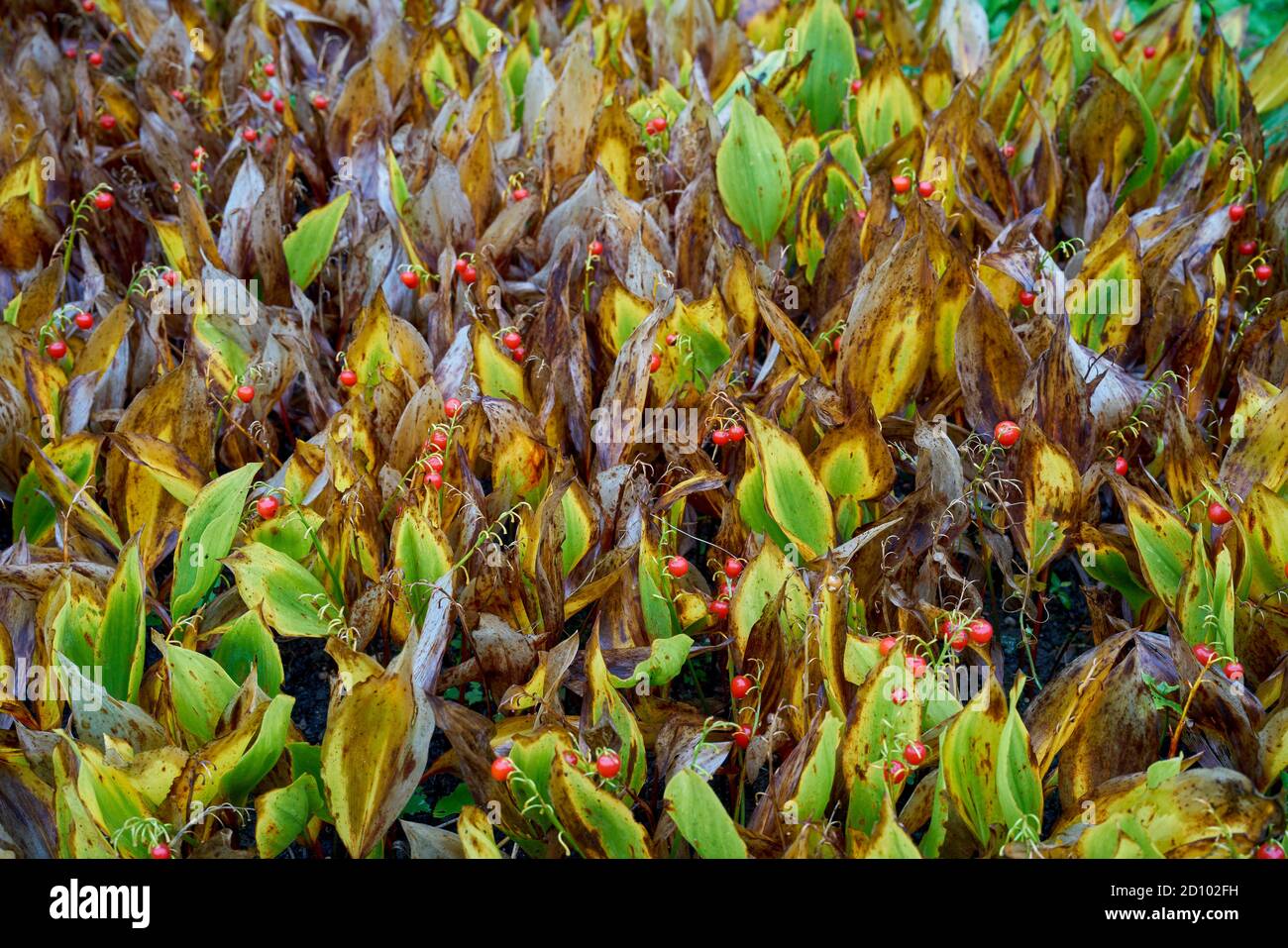 Lily of valley berries hi-res stock photography and images - Alamy