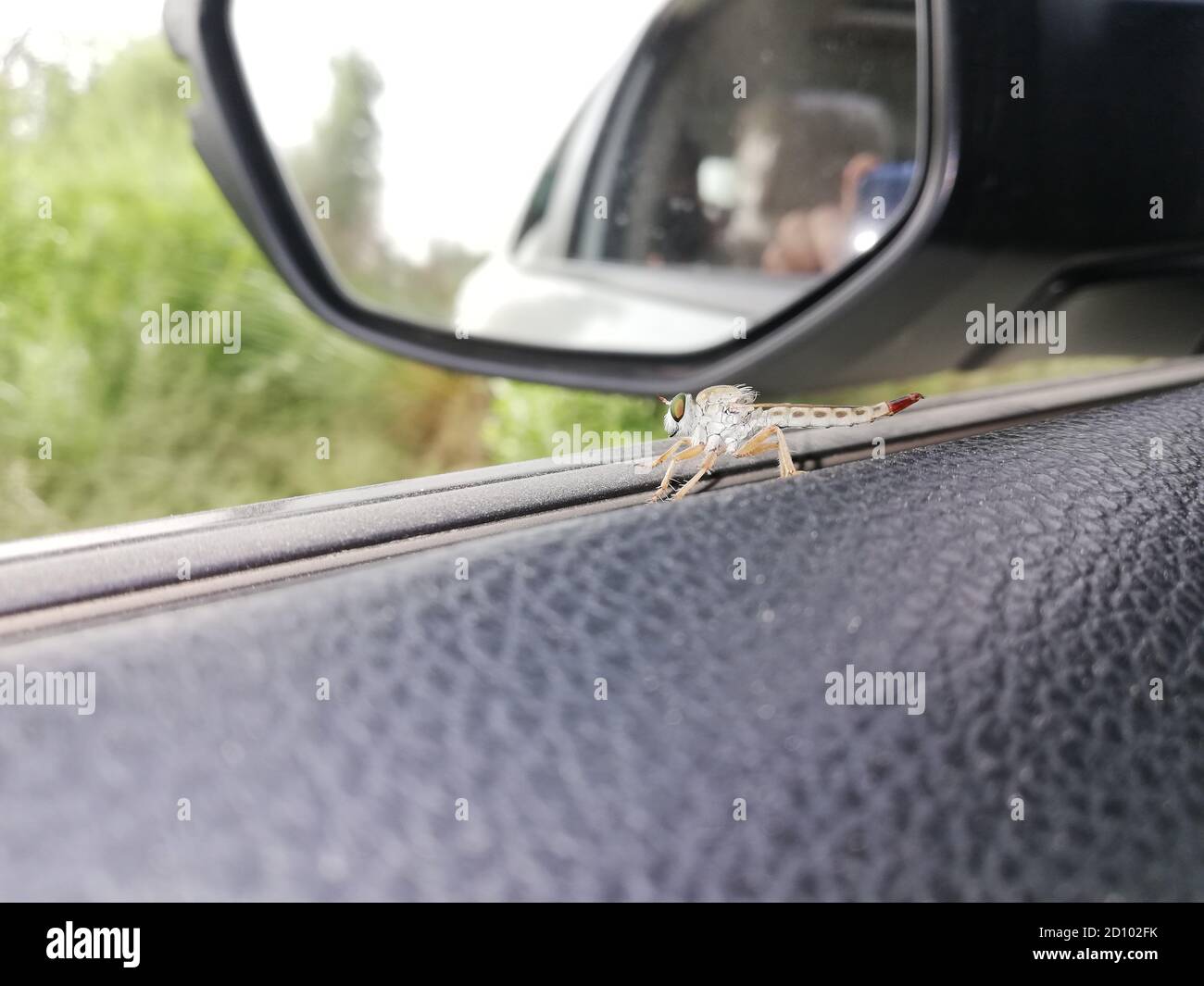 Robber flies,The Asilidae are the robber fly family, also called ...