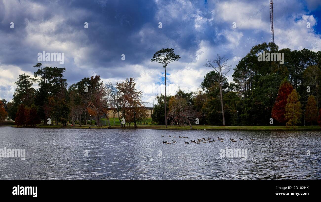 Beautiful Natural park, pond, bridge and a variety of birds, wildlife ...
