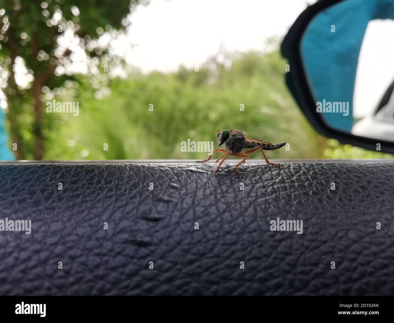 Robber flies,The Asilidae are the robber fly family, also called ...