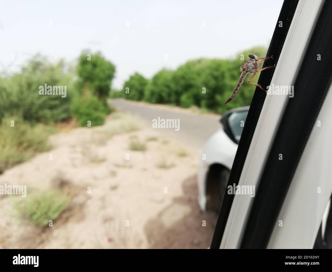 Robber flies,The Asilidae are the robber fly family, also called ...