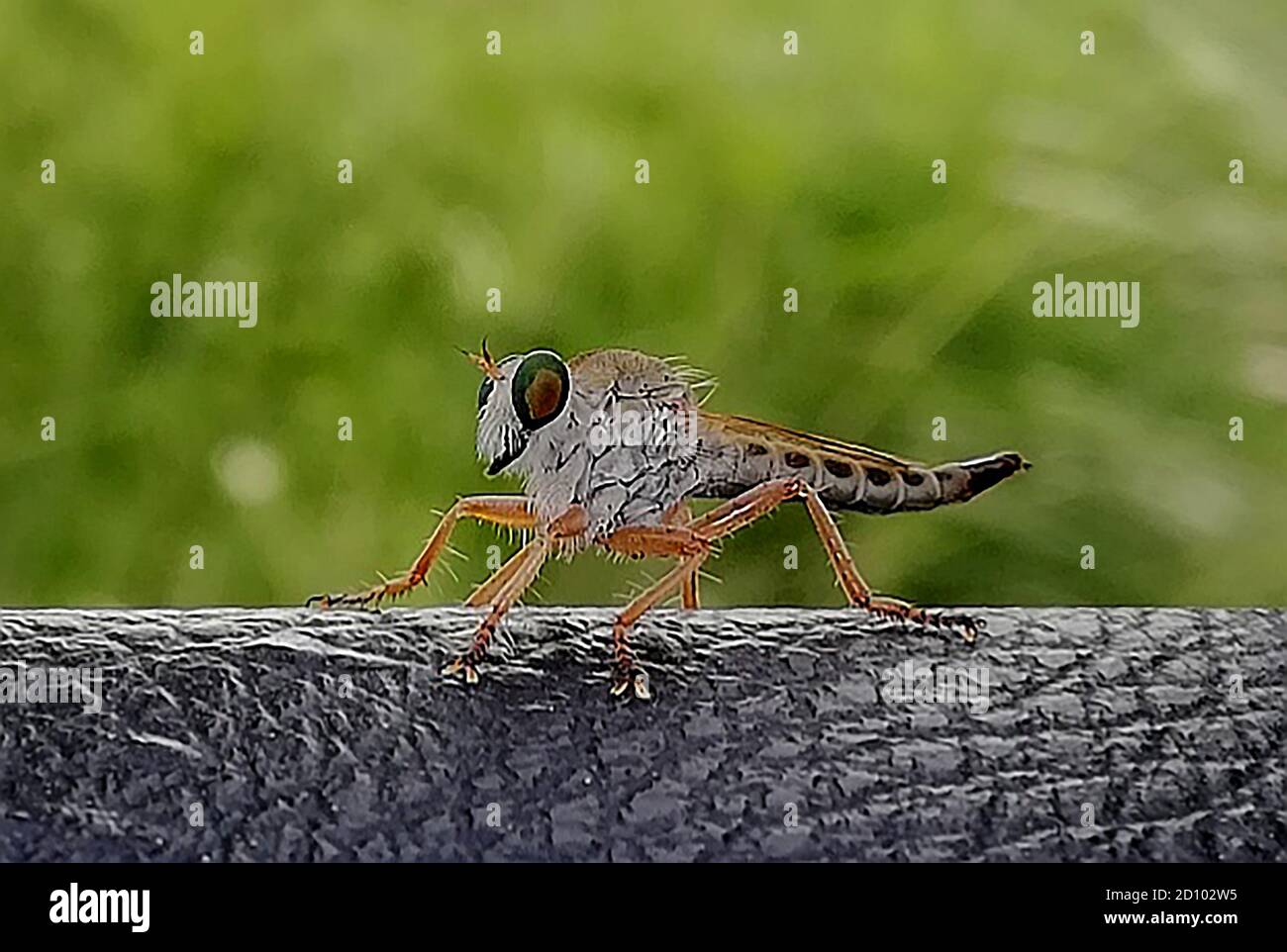 Robber flies,The Asilidae are the robber fly family, also called ...