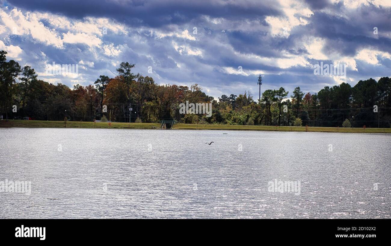 Beautiful Natural park, pond, bridge and a variety of birds, wildlife ...