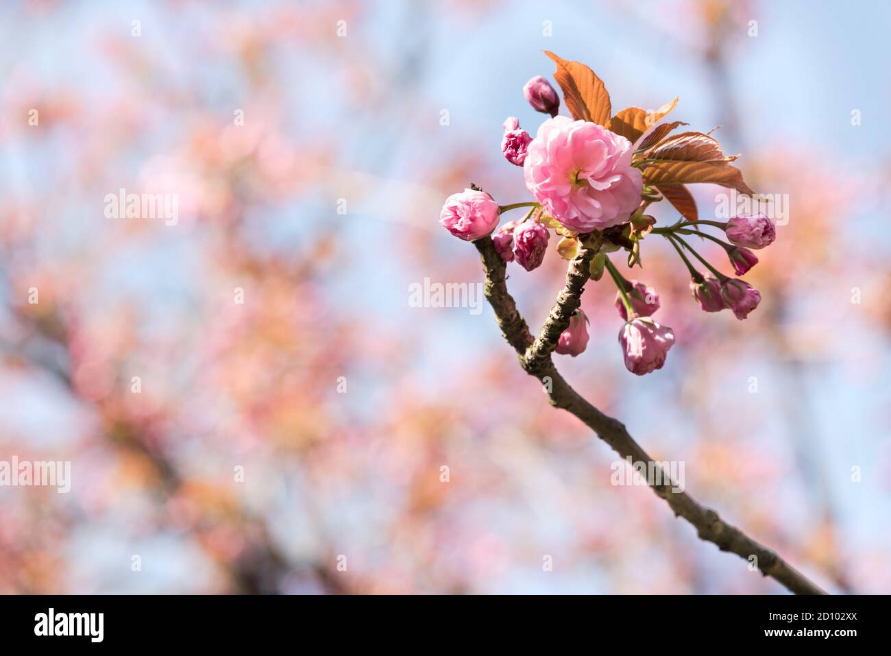 Close up of single pink Sakura flower and buds against blue sky ...