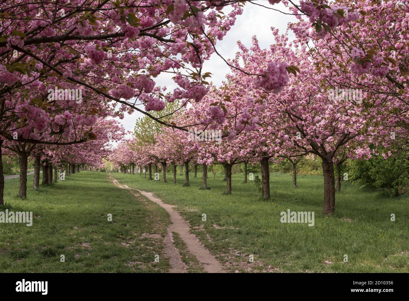 Path lined with beautiful Sakura trees in bloom - cherry blossoms ...