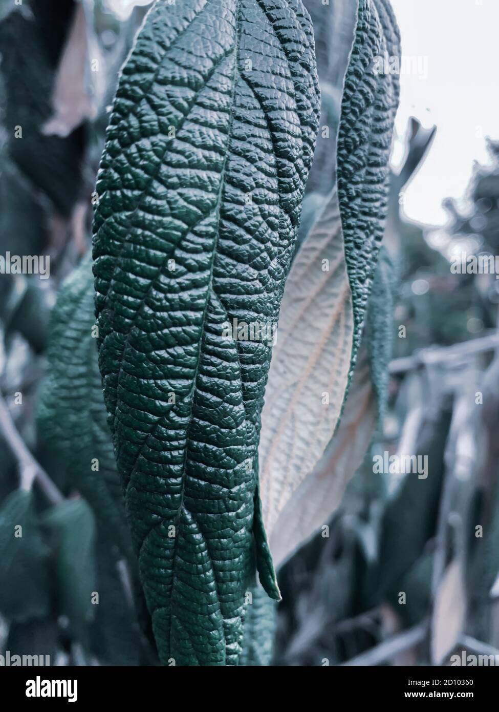 Leaf closeup of leatherleaf arrowwood or leatherleaf viburnum hi-res ...
