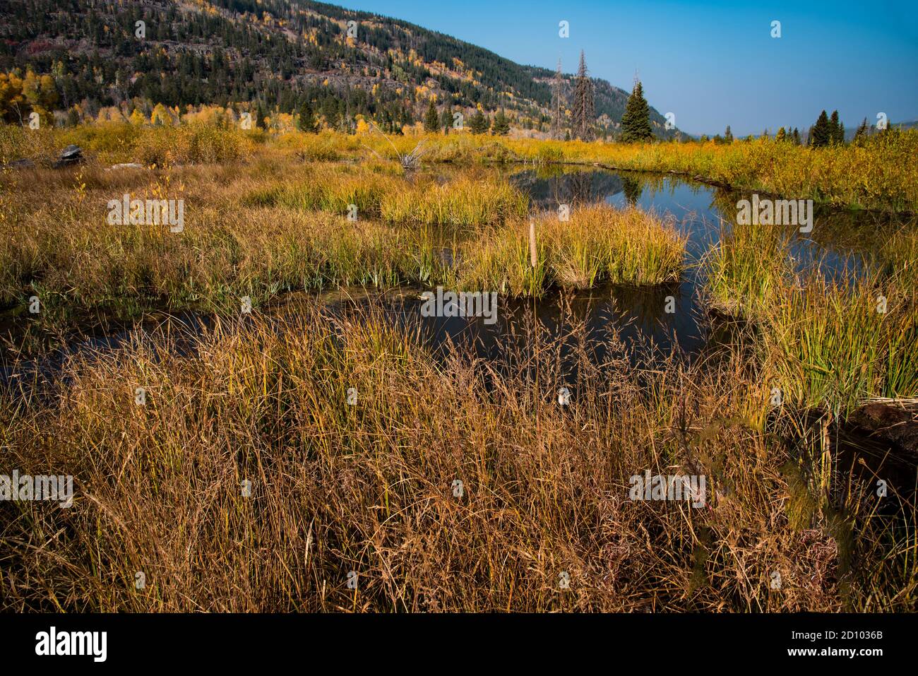 High mountain meadow and meandering stream. Golden meadows in a ...