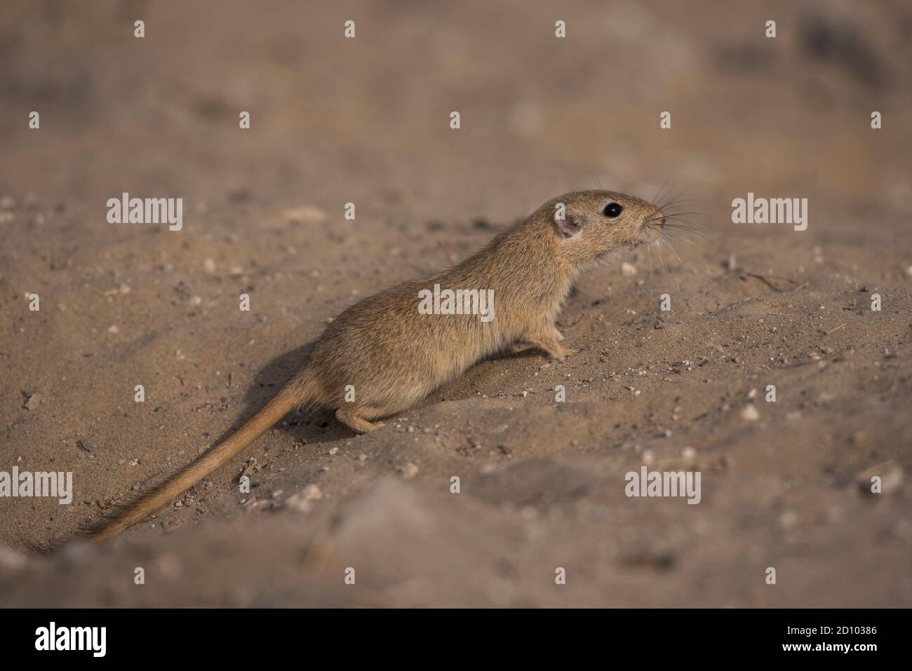 Indian robberfly hi-res stock photography and images - Alamy