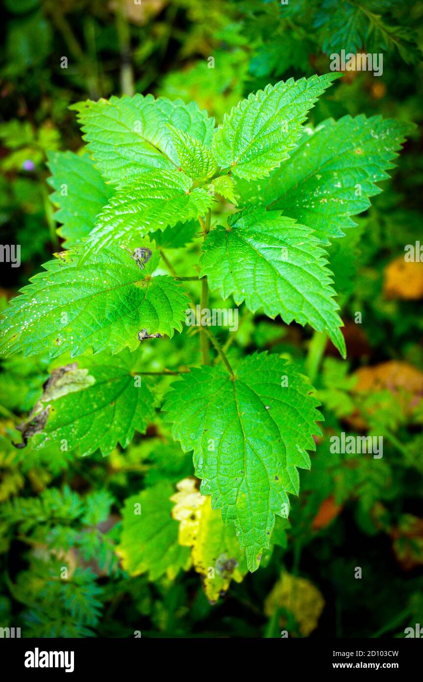 Vertical shot of a Common Nettle plant leaves grown wild in the forest ...