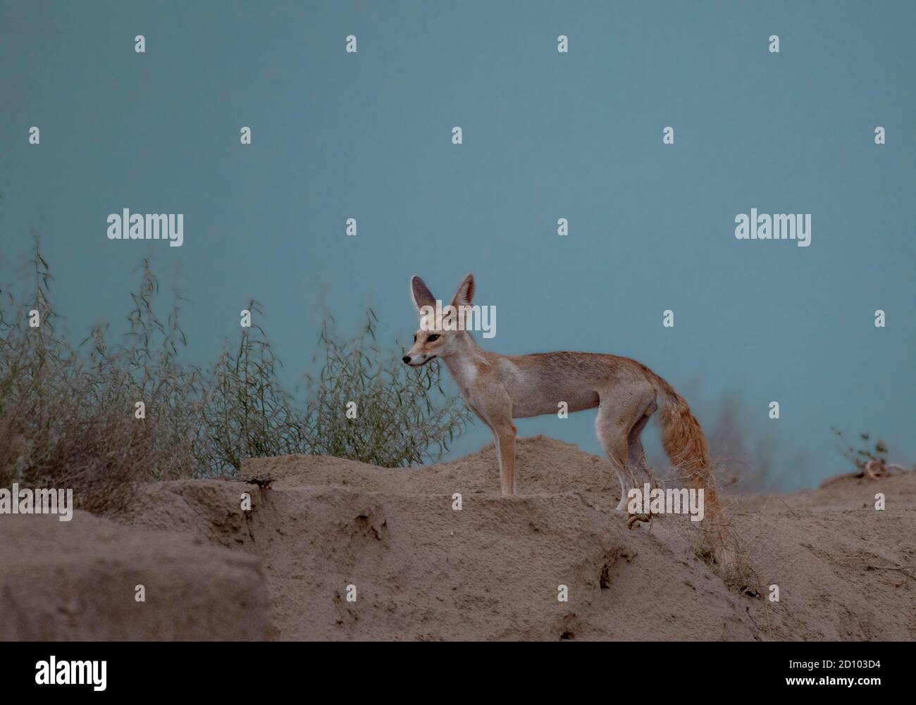 Indian Fox High Resolution Stock Photography and Images - Alamy