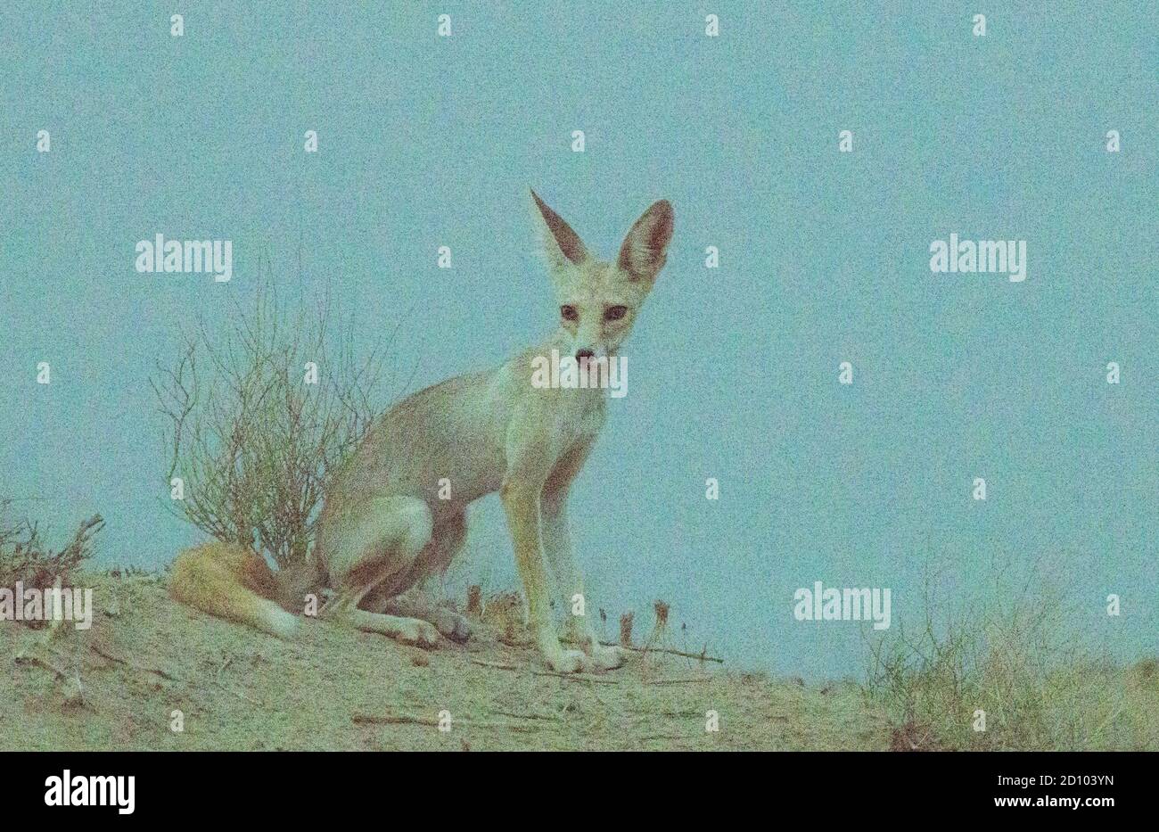 The Bengal fox, also known as the Indian fox, is a fox endemic to the ...
