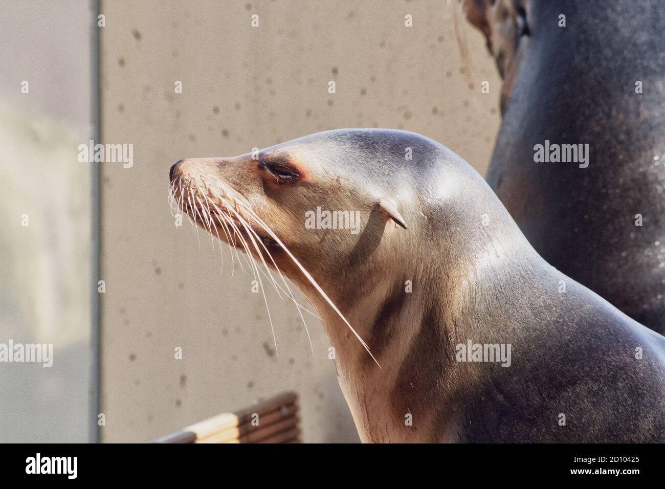 Sea lion in profile hi-res stock photography and images - Alamy