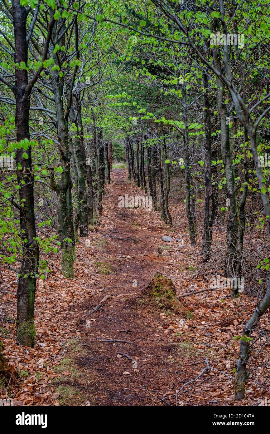 Beech trees plantation reforestation in Tirslund, Denmark Stock Photo ...