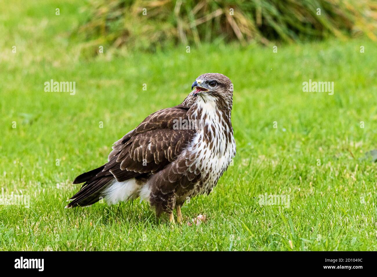 Baby Buzzard