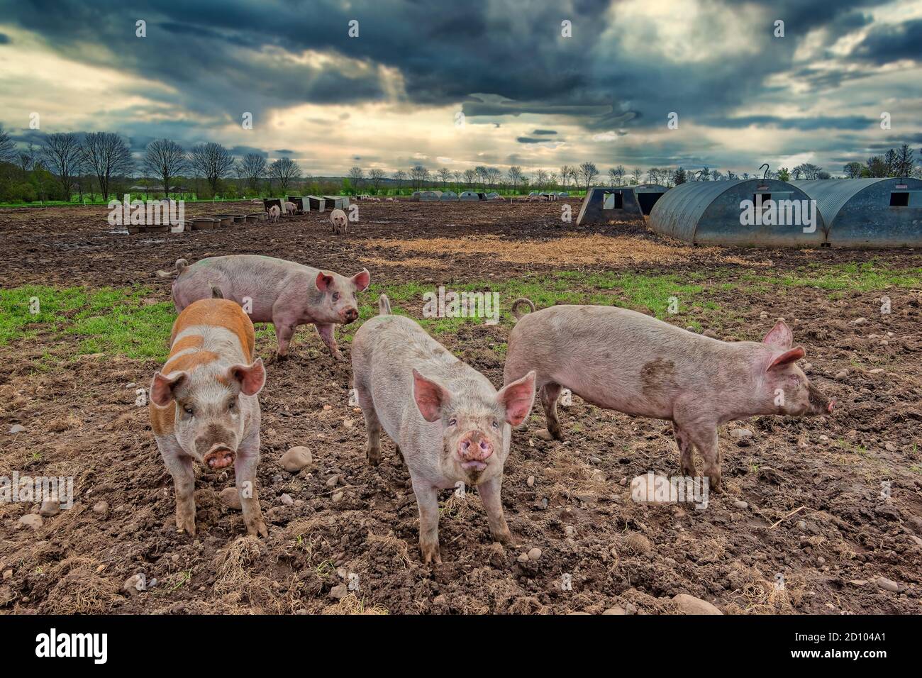 Pig farm free range landscape, Denmark Stock Photo - Alamy