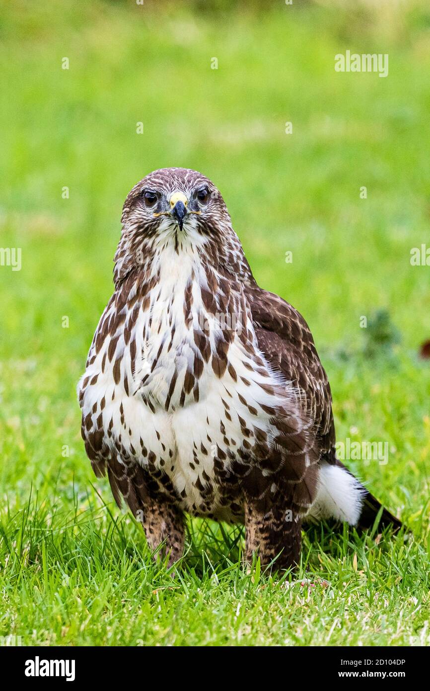 Young buzzard in mid Wales Stock Photo - Alamy