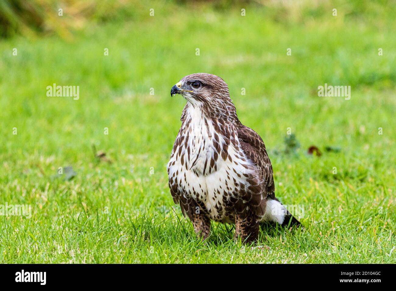 Young buzzard hi-res stock photography and images - Alamy