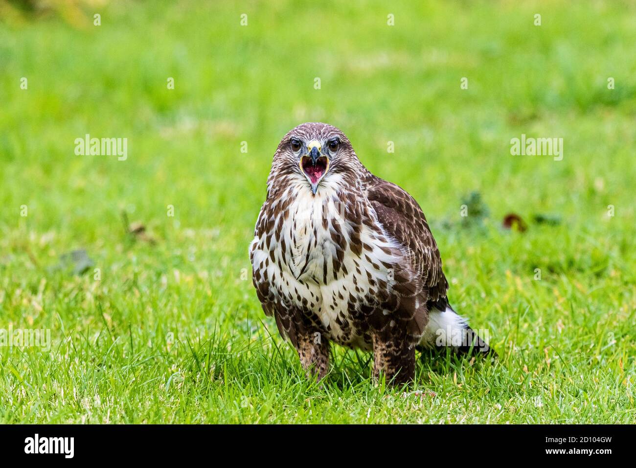 Young buzzard in mid Wales Stock Photo - Alamy