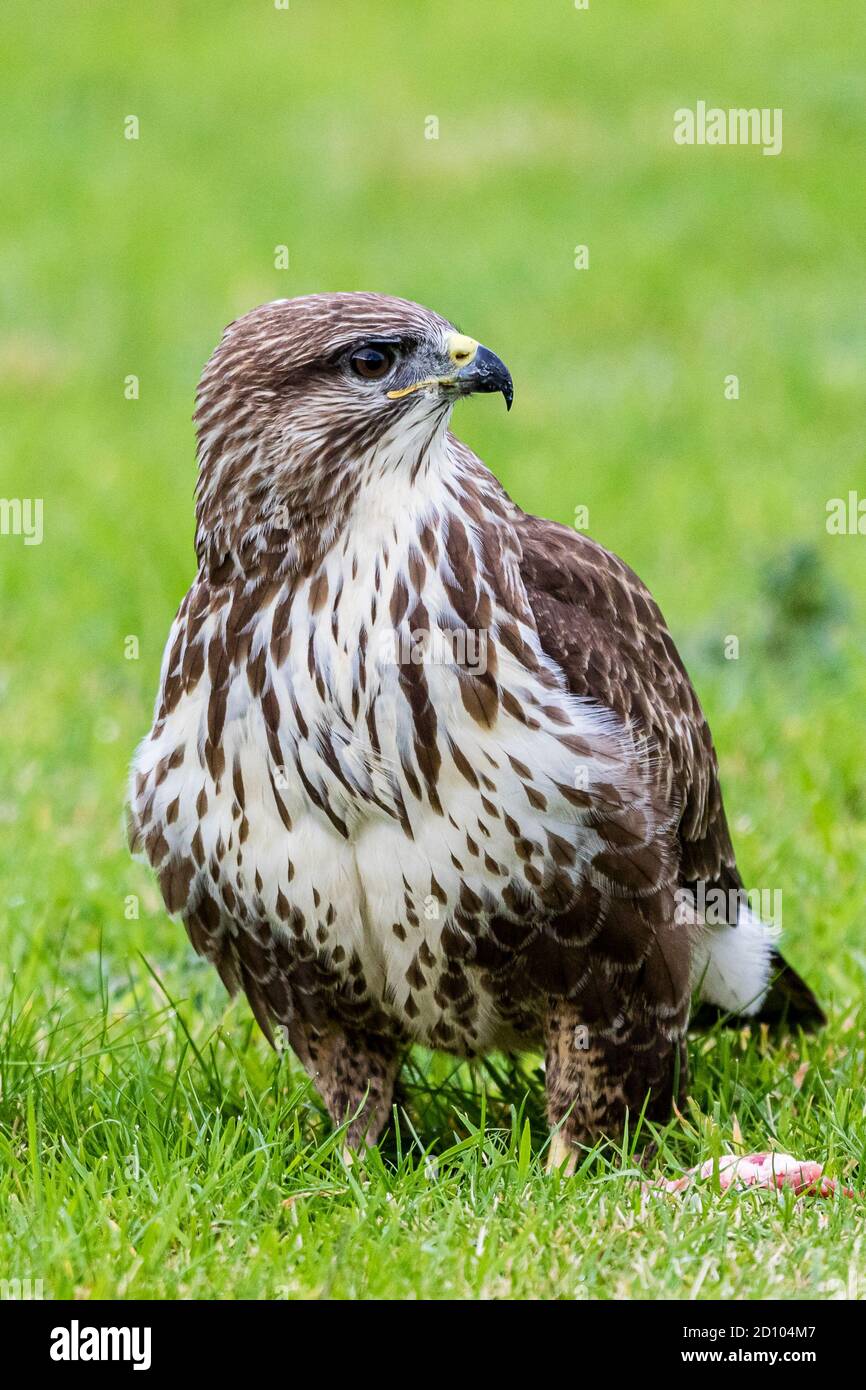 Young buzzard in mid Wales Stock Photo - Alamy