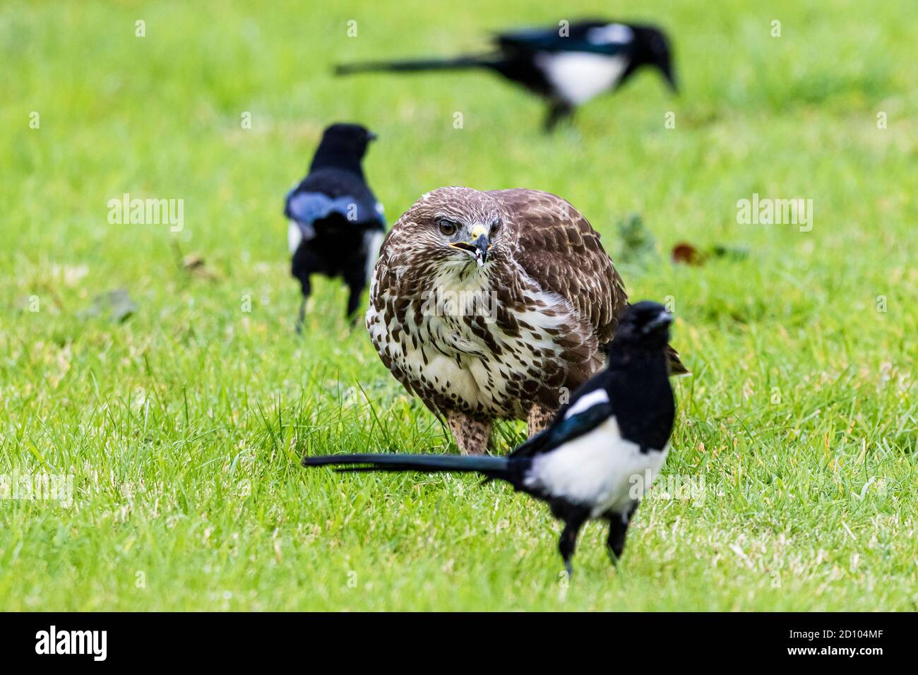 Young buzzard in mid Wales Stock Photo - Alamy