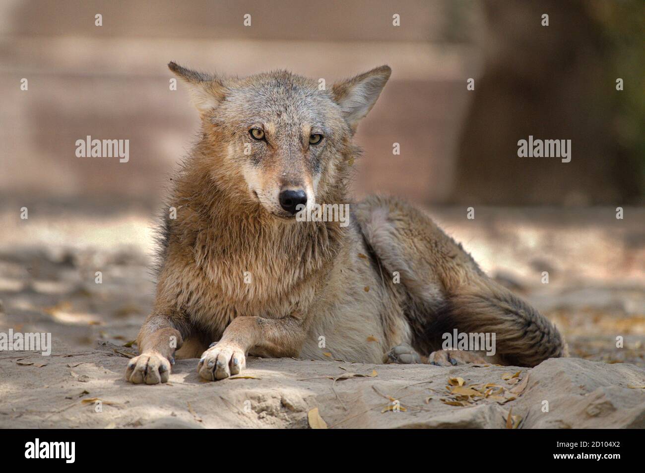 Indian Wolf High Resolution Stock Photography and Images - Alamy