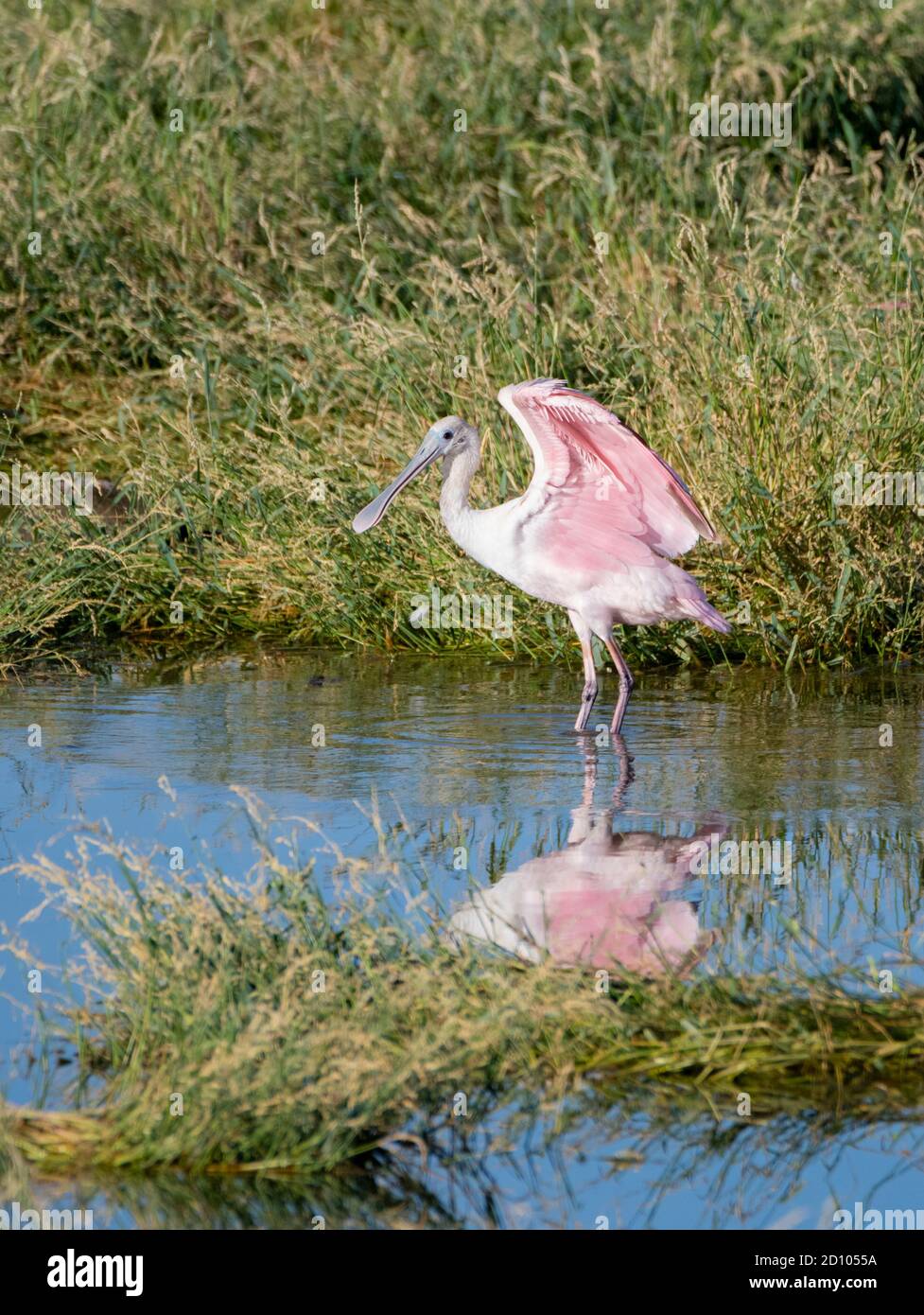 Roseate spoonbill in the pond. Unique flat bill and pink feathers ...