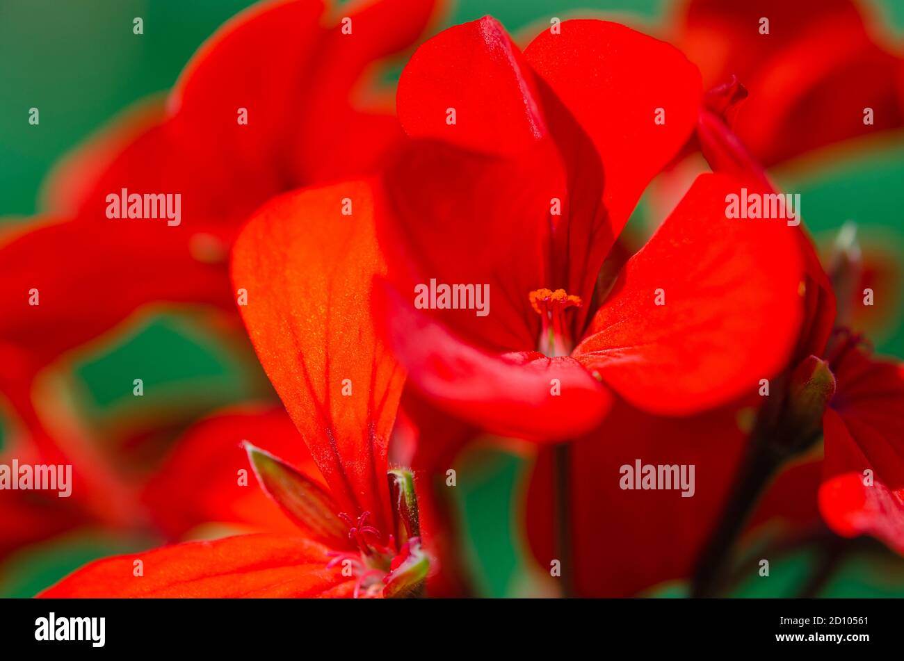 Plant background. Flower background. Bright flowers of garden geranium ...