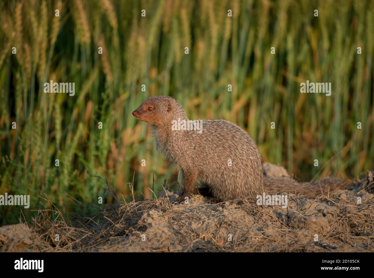 The Indian grey mongoose is a mongoose species native to the Indian ...