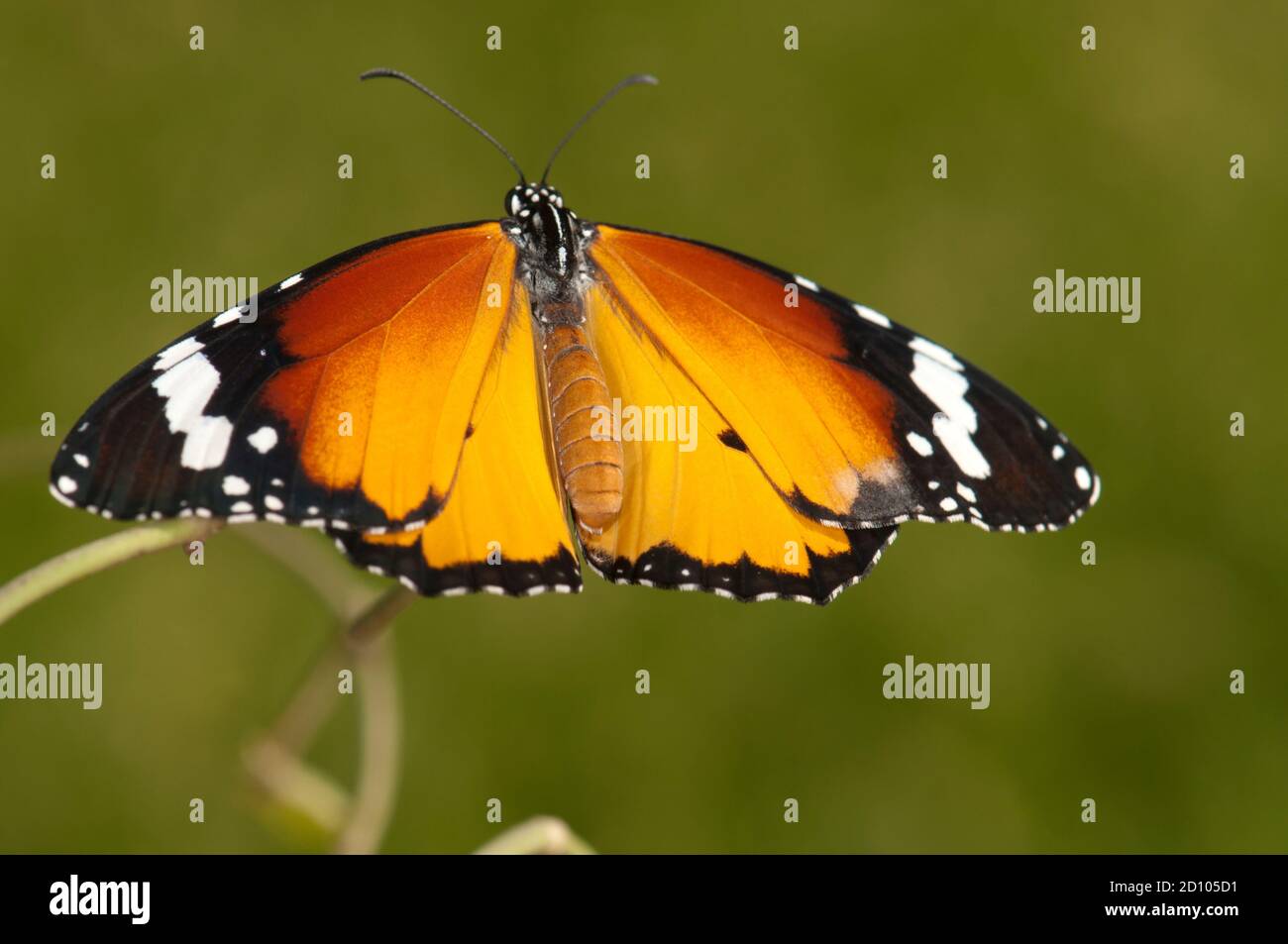 African butterfly hi-res stock photography and images - Alamy
