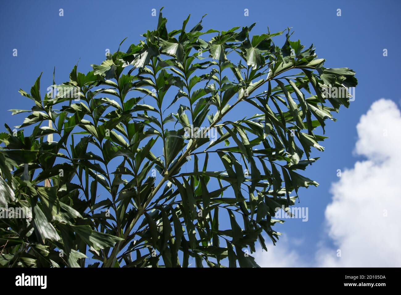 Green Fishtail Palm tree or Jaggery Palm plant Stock Photo - Alamy
