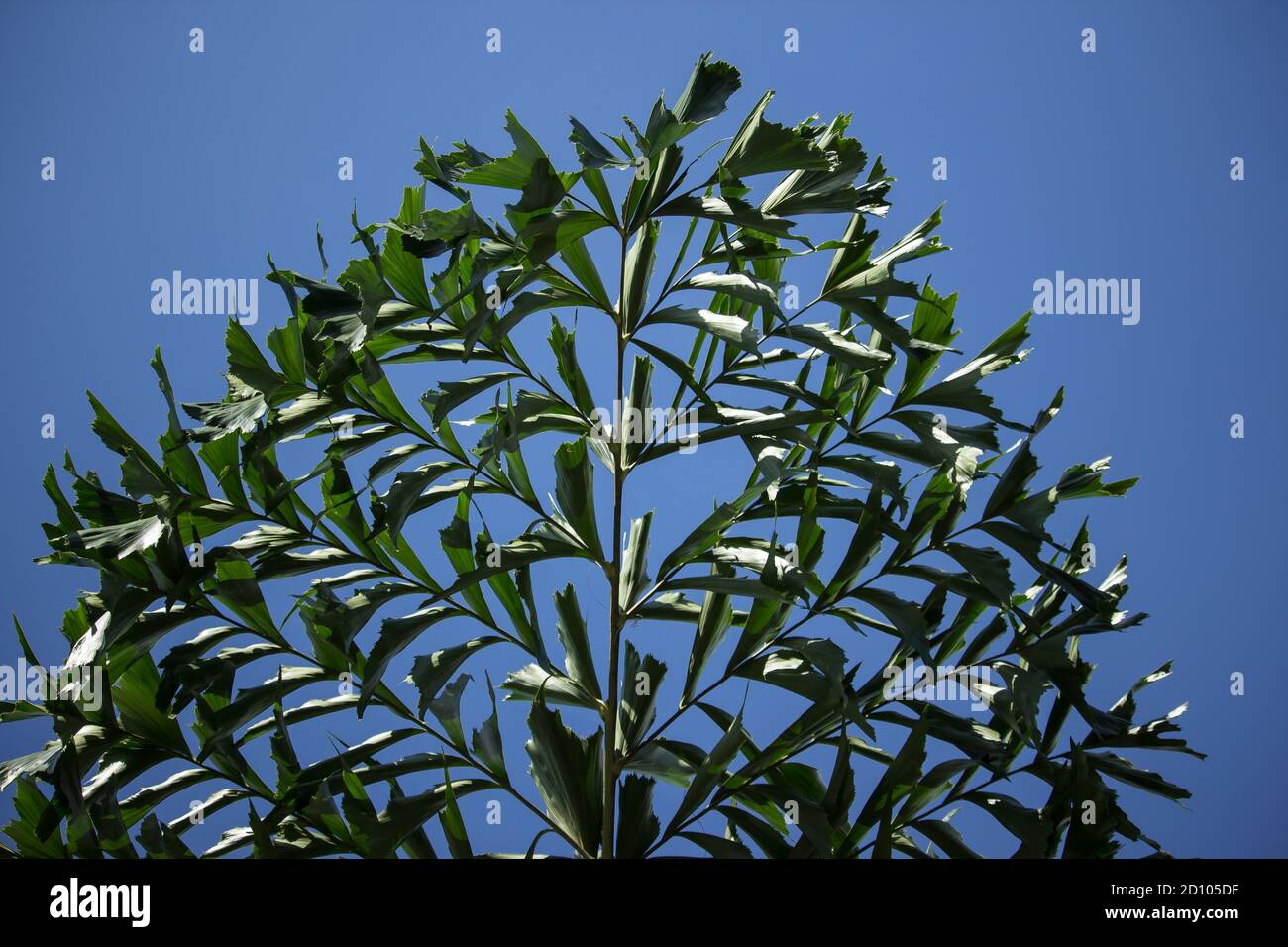 Green Fishtail Palm tree or Jaggery Palm plant Stock Photo - Alamy