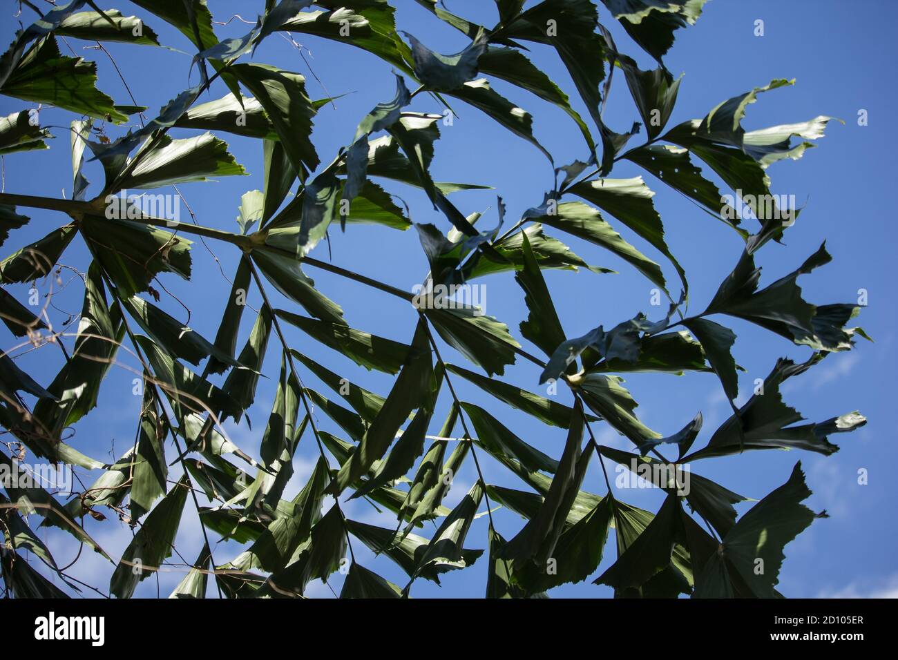 Jaggery tree hi-res stock photography and images - Alamy