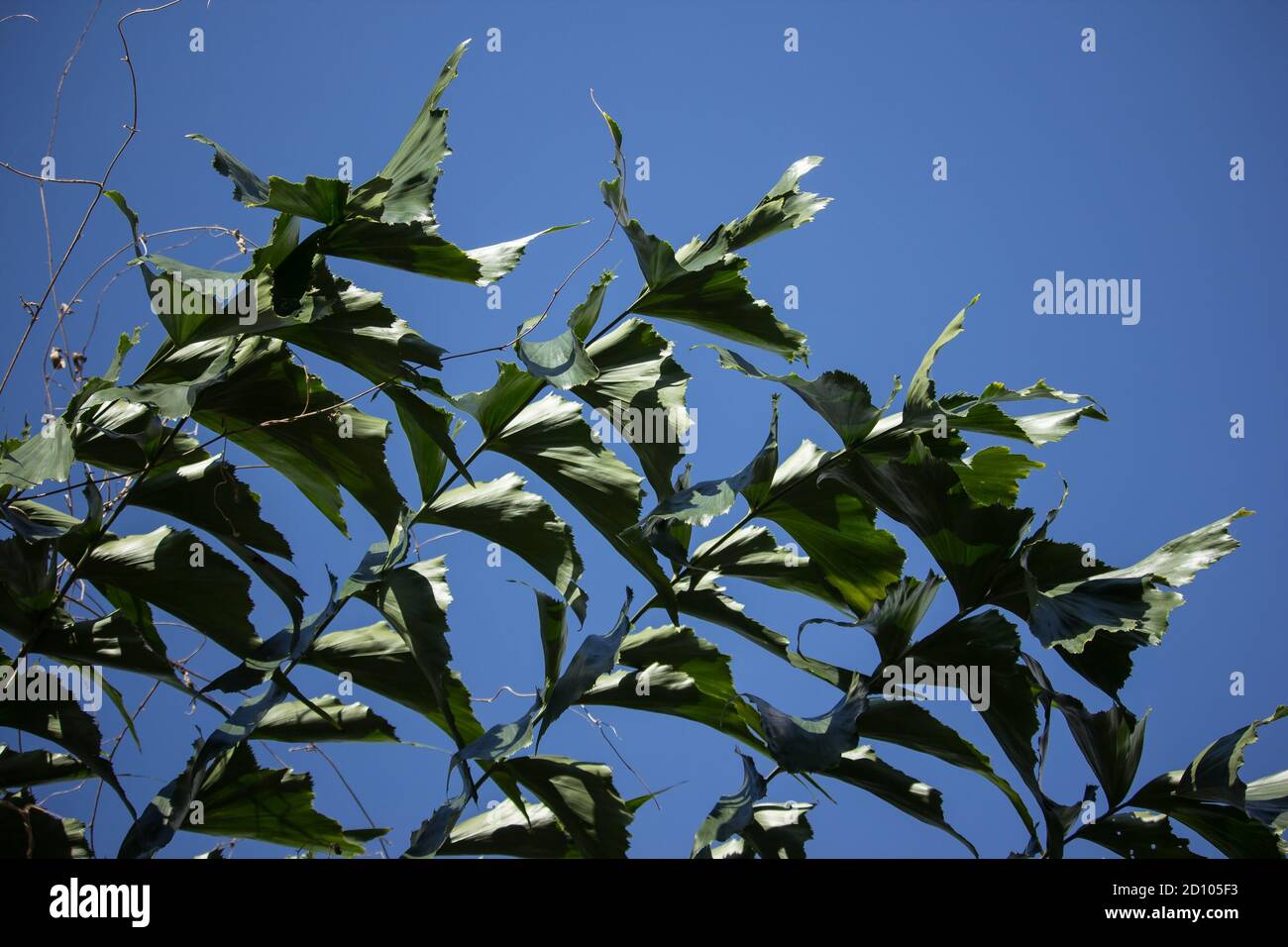 Green Fishtail Palm tree or Jaggery Palm plant Stock Photo - Alamy
