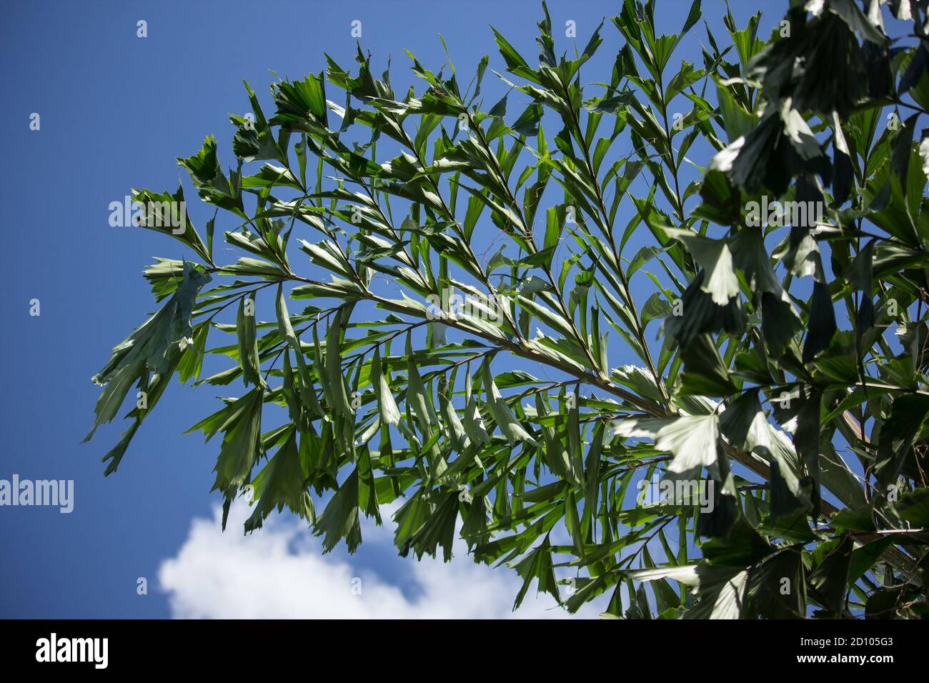 Green Fishtail Palm tree or Jaggery Palm plant Stock Photo - Alamy