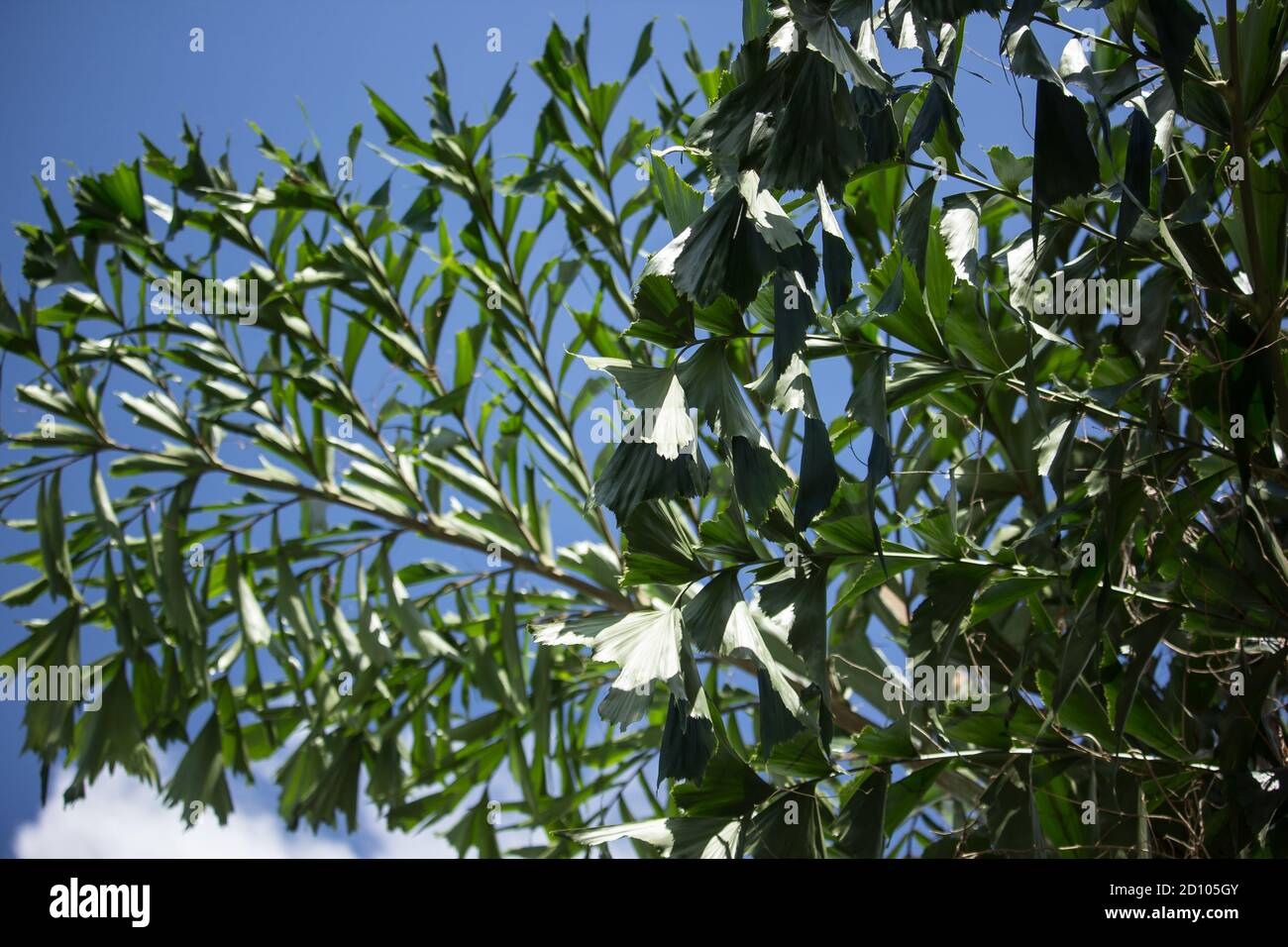 Green Fishtail Palm tree or Jaggery Palm plant Stock Photo - Alamy