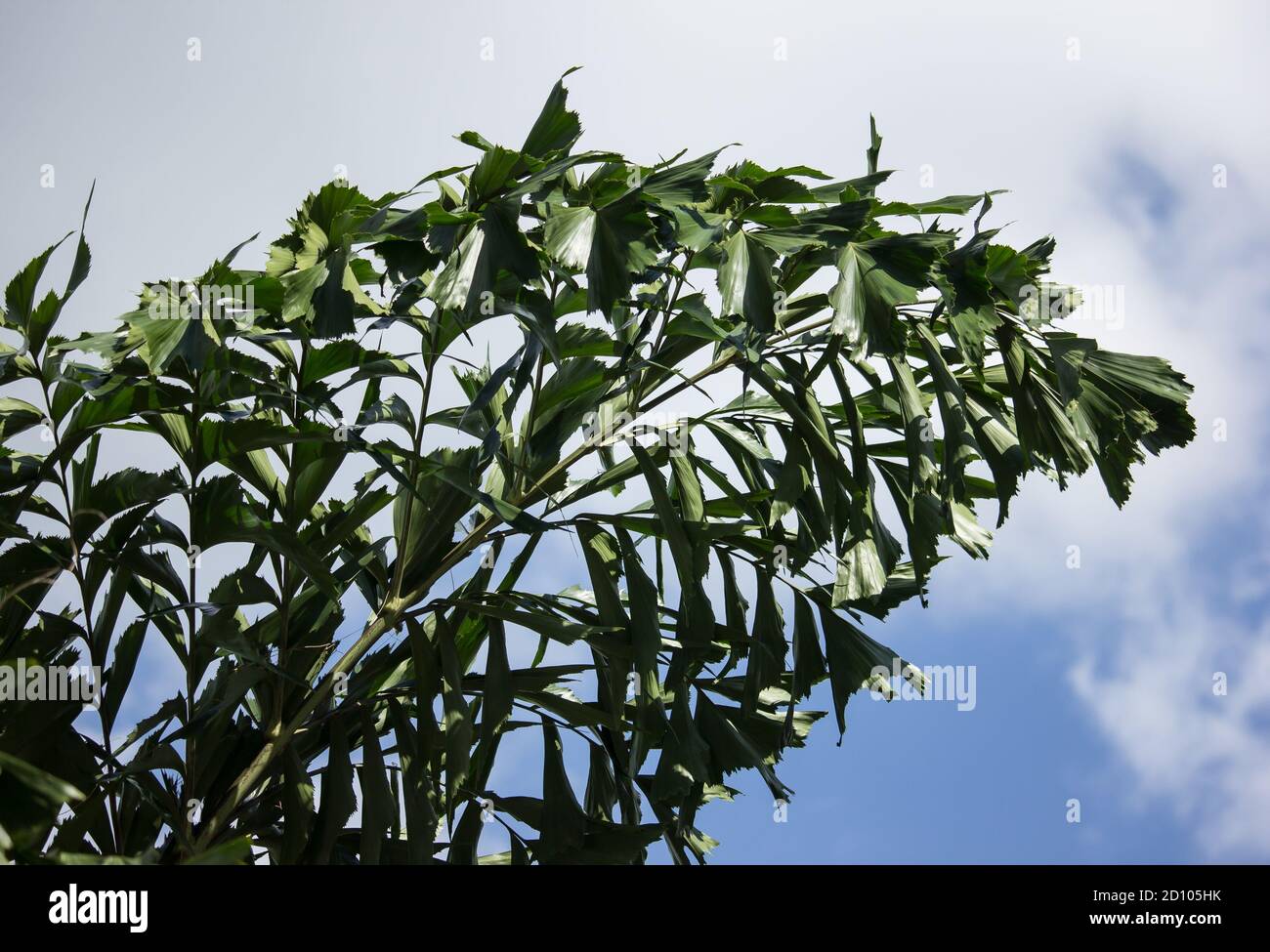 Green Fishtail Palm tree or Jaggery Palm plant Stock Photo - Alamy