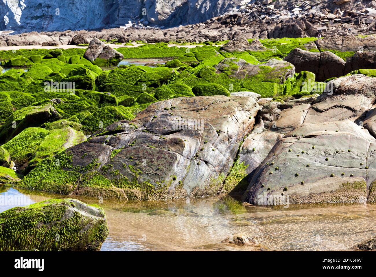 Flysch rock formation with green seaweed at the Barrika beach in Biscay ...
