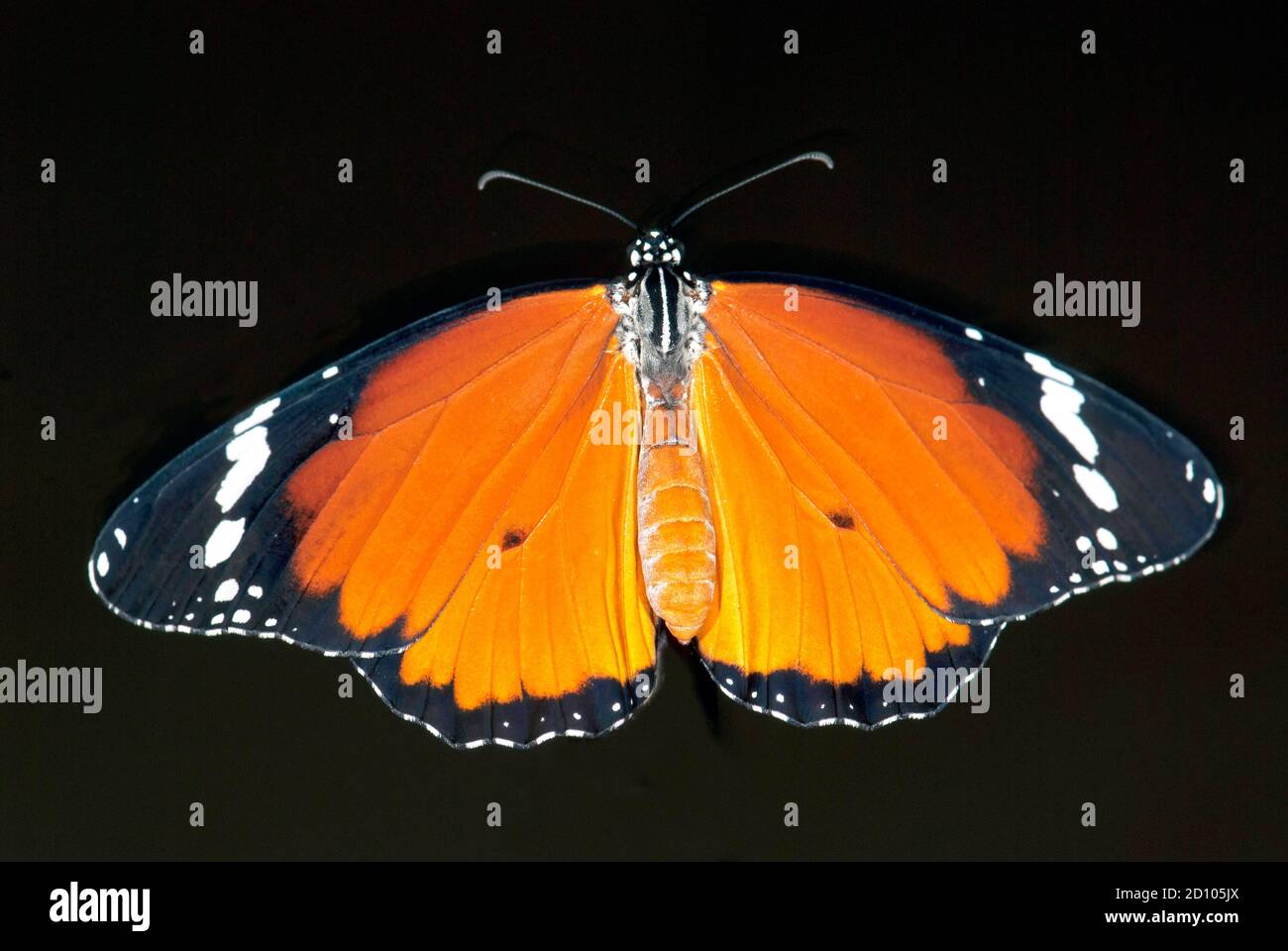 Plain tiger, African monarch butterfly (Danaus chrysippus Stock Photo ...