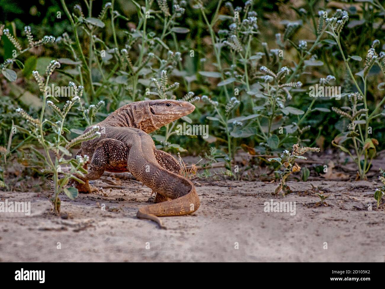 Monitor lizards are large lizards in the genus Varanus. They are native ...