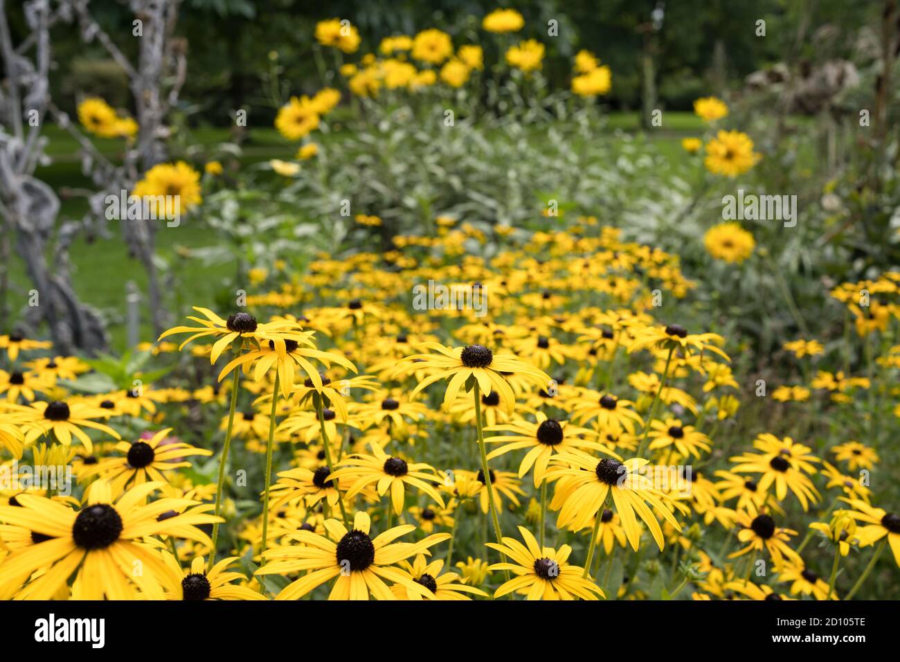 Yellow Rudbeckia in a flower border Stock Photo - Alamy