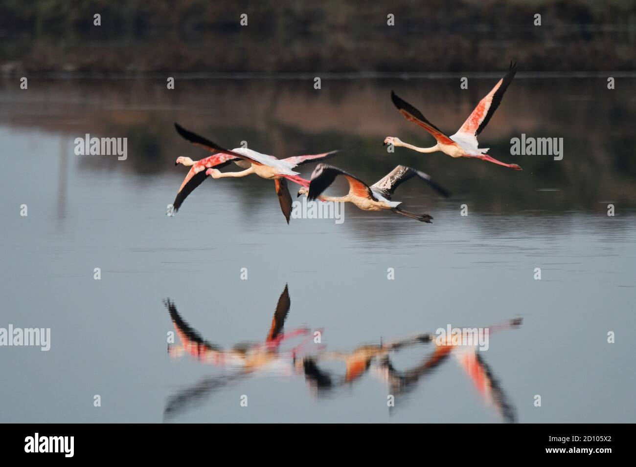 Flying greater flamingoes hi-res stock photography and images - Alamy